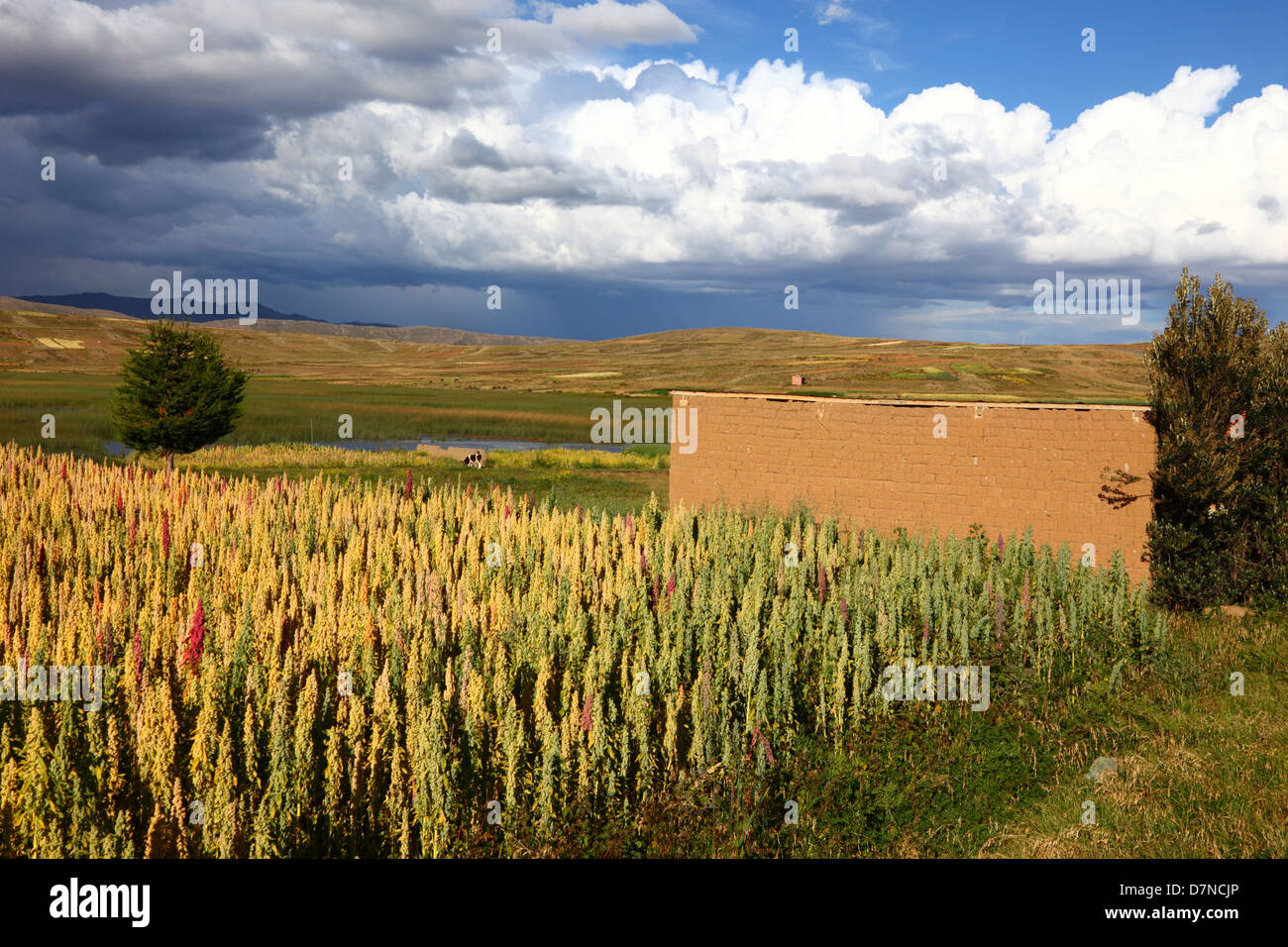 Rustic farm and field of quinoa plants ( Chenopodium quinoa ) growing ...