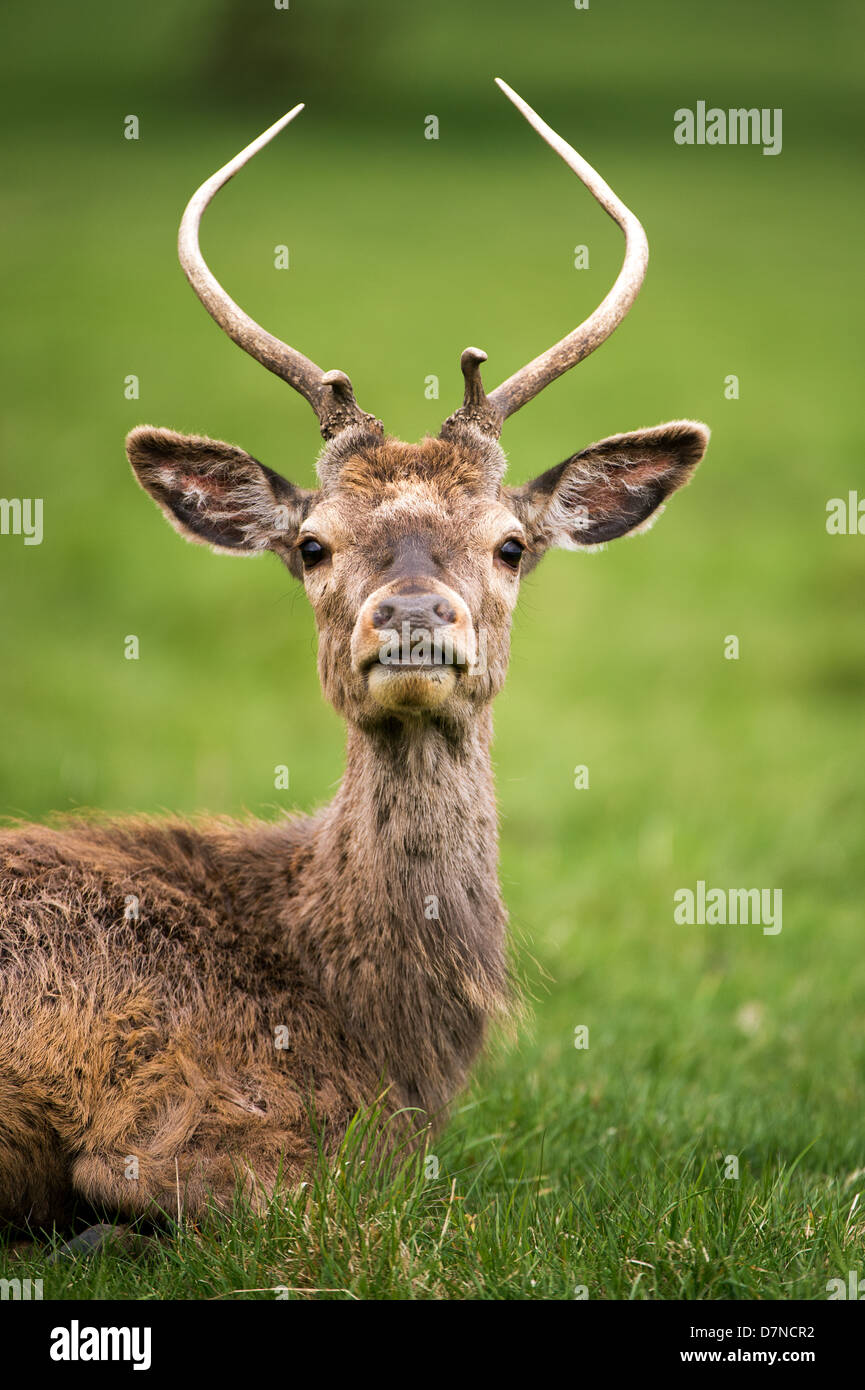 Alert sitting red deer Stock Photo - Alamy