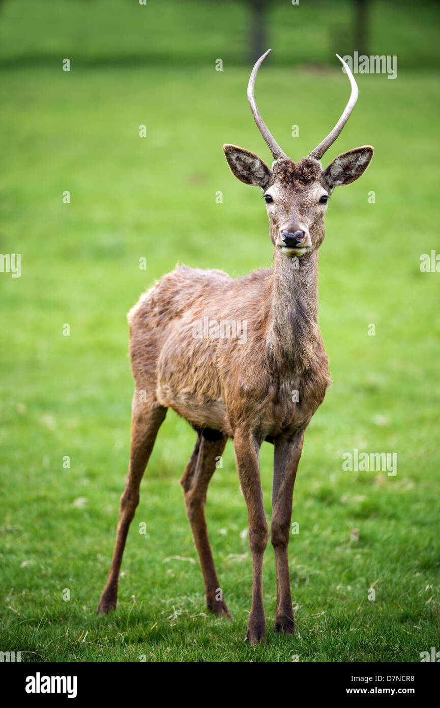 Female reindeer hi-res stock photography and images - Alamy