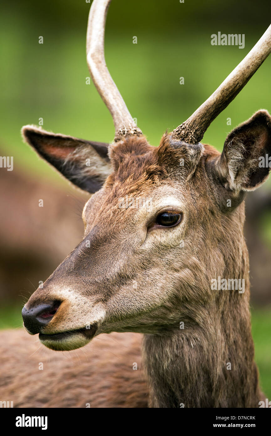 Red Deer close up Stock Photo - Alamy