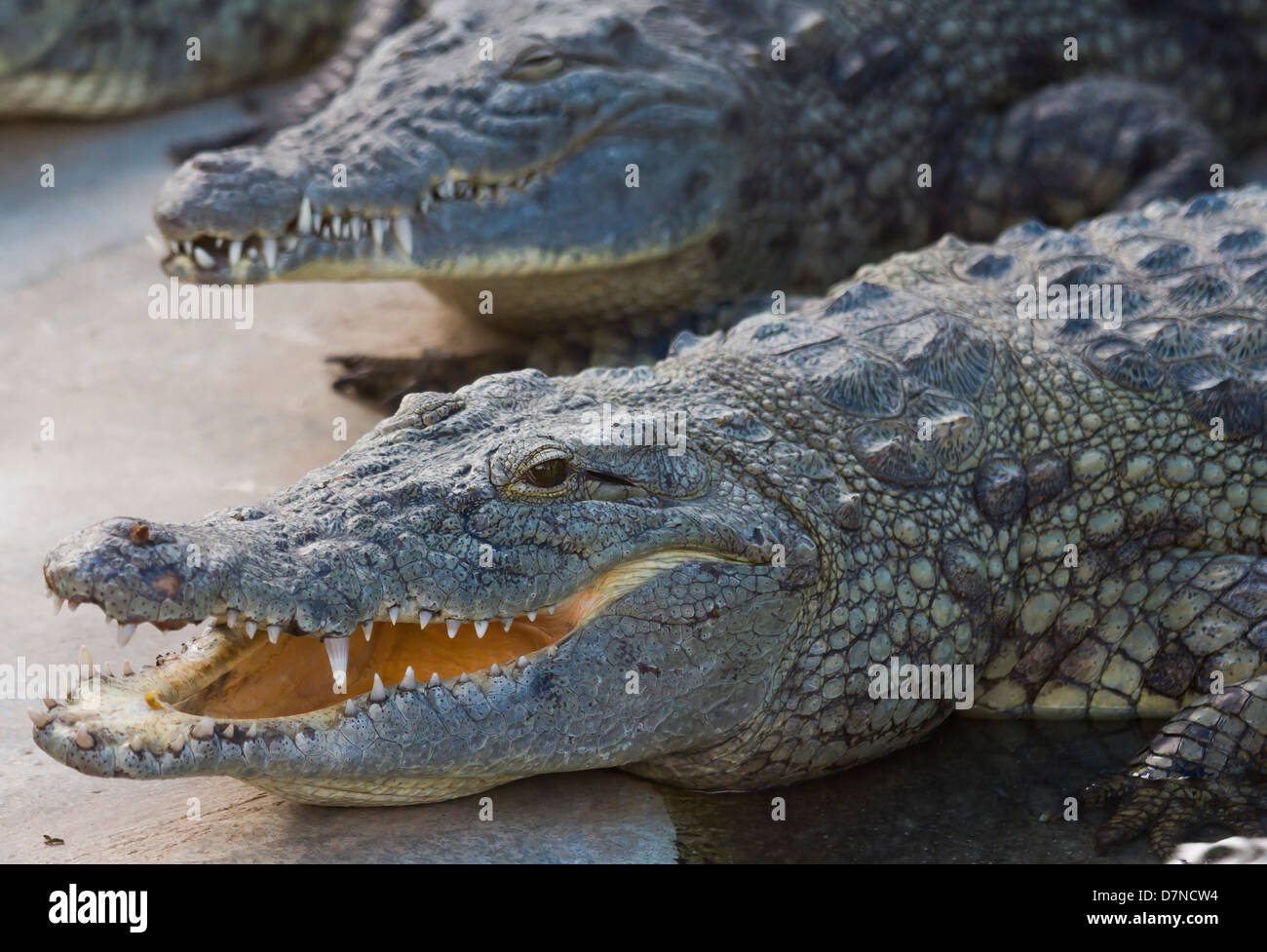 Nile crocodile portrait Stock Photo - Alamy