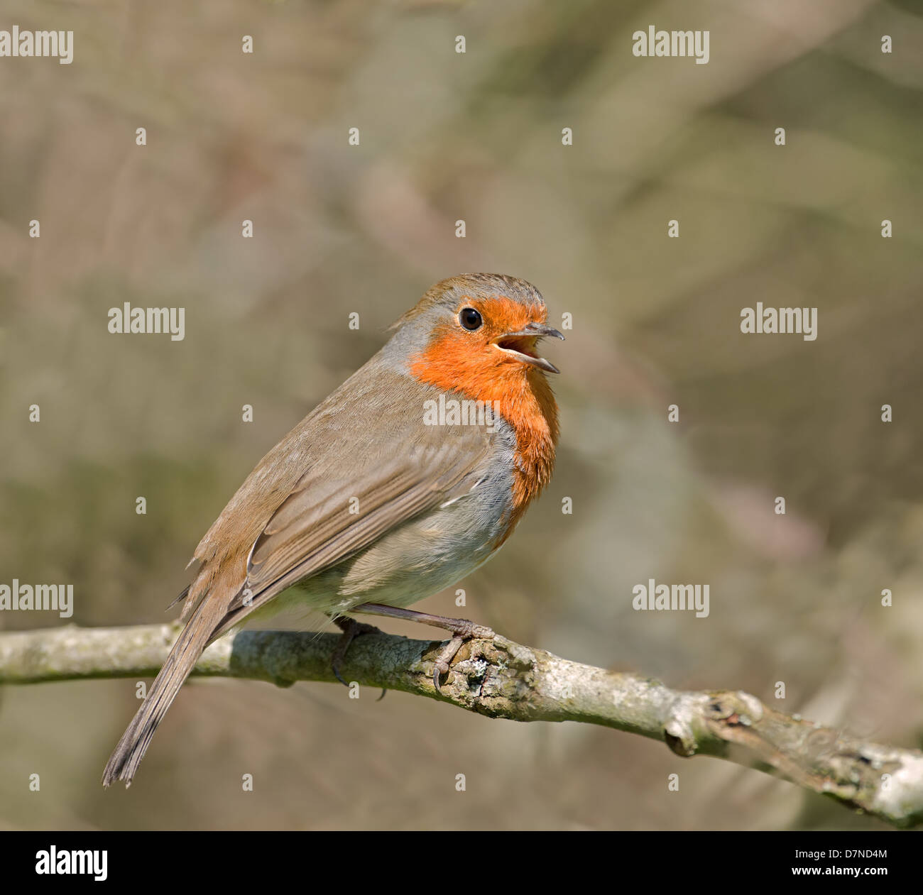 Robin bird spring hi-res stock photography and images - Alamy