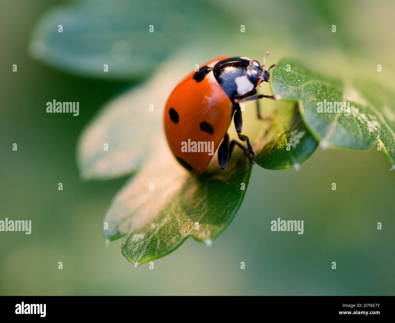 Lady bug beetle hi-res stock photography and images - Alamy