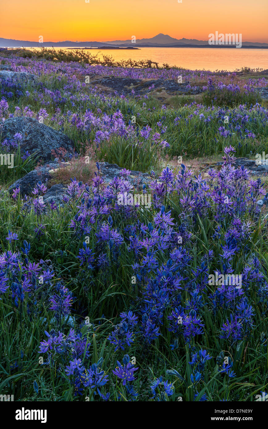 Camas at sunrise, Cattle Point, Uplands Park, Oak Bay, (Victoria ...