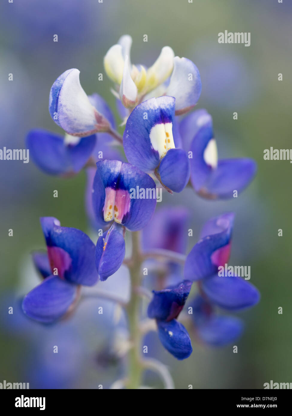 Texas Bluebonnet wildflowers Stock Photo - Alamy