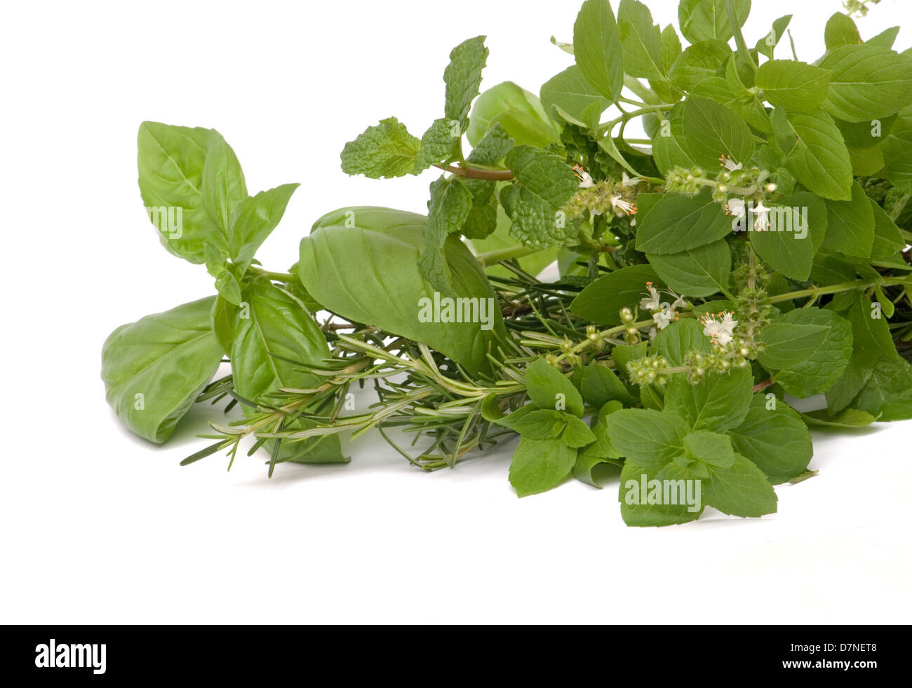 Herb cuttings on white background Stock Photo - Alamy
