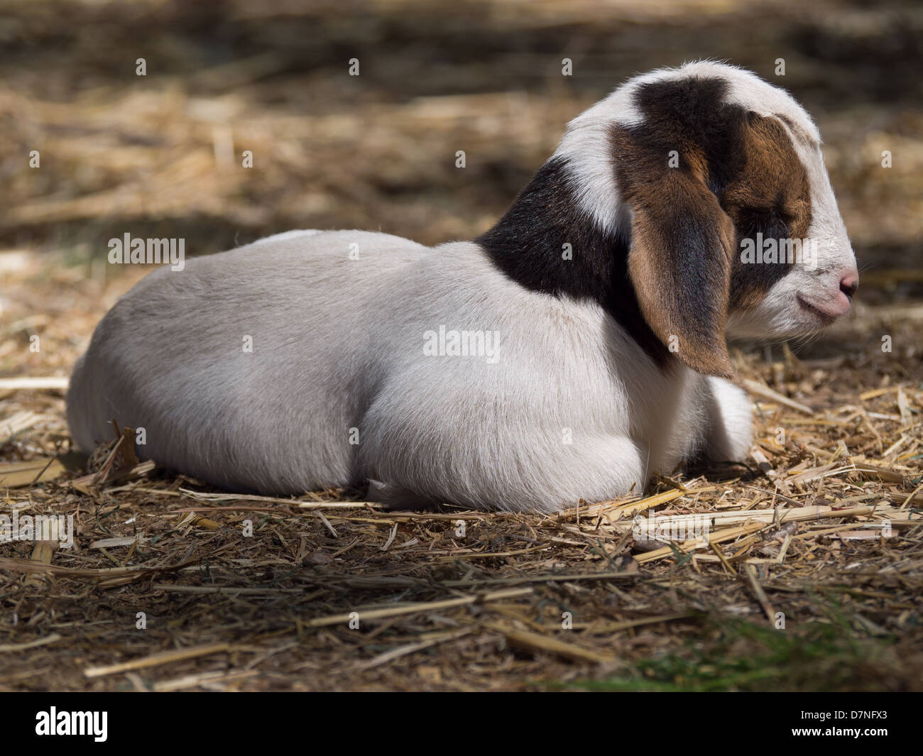 Newborn Baby Boer Goats