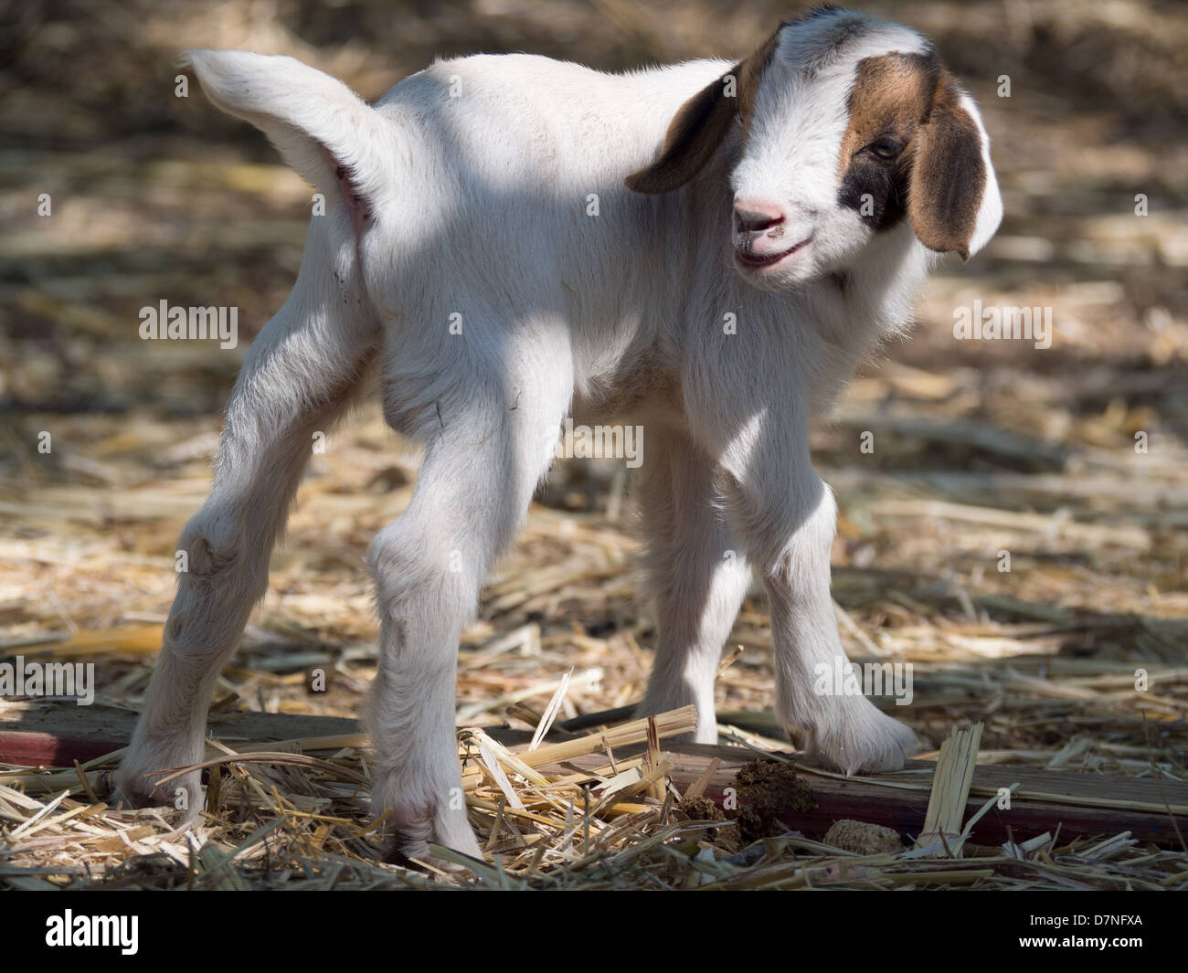 Buckling hi-res stock photography and images - Alamy