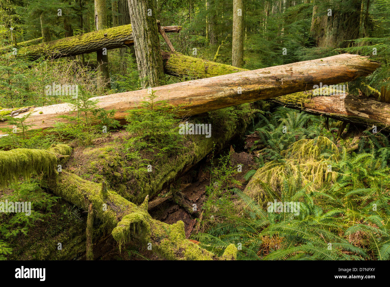Old growth forest, Cathedral Grove, MacMillan Provincial Park ...