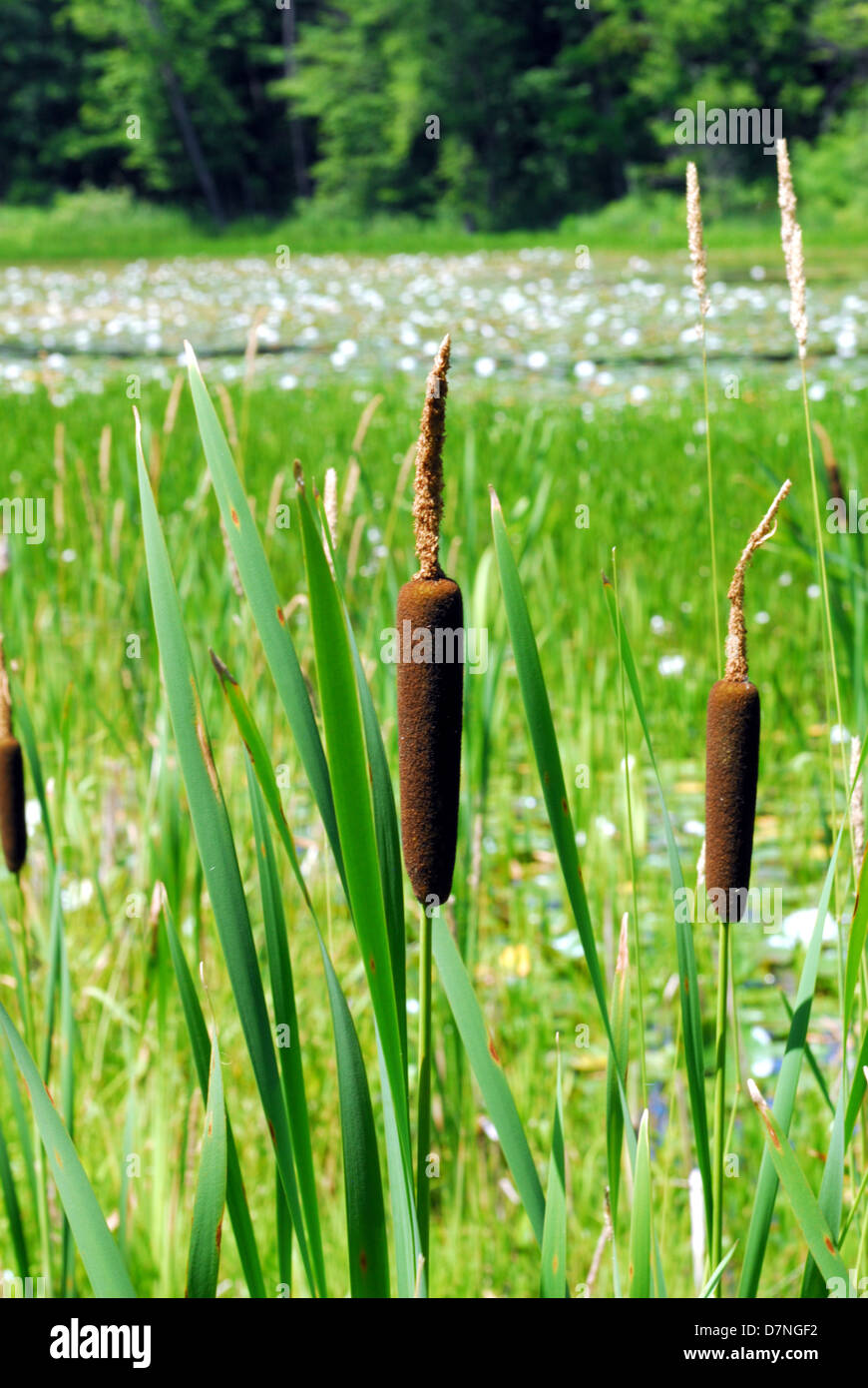 Cattails close-up against lily pond and forest Stock Photo - Alamy