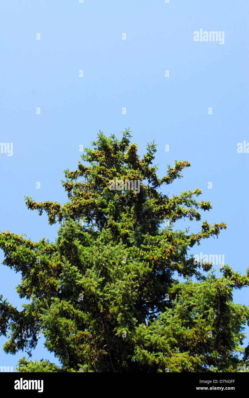 Blue sky tree bush hi-res stock photography and images - Alamy