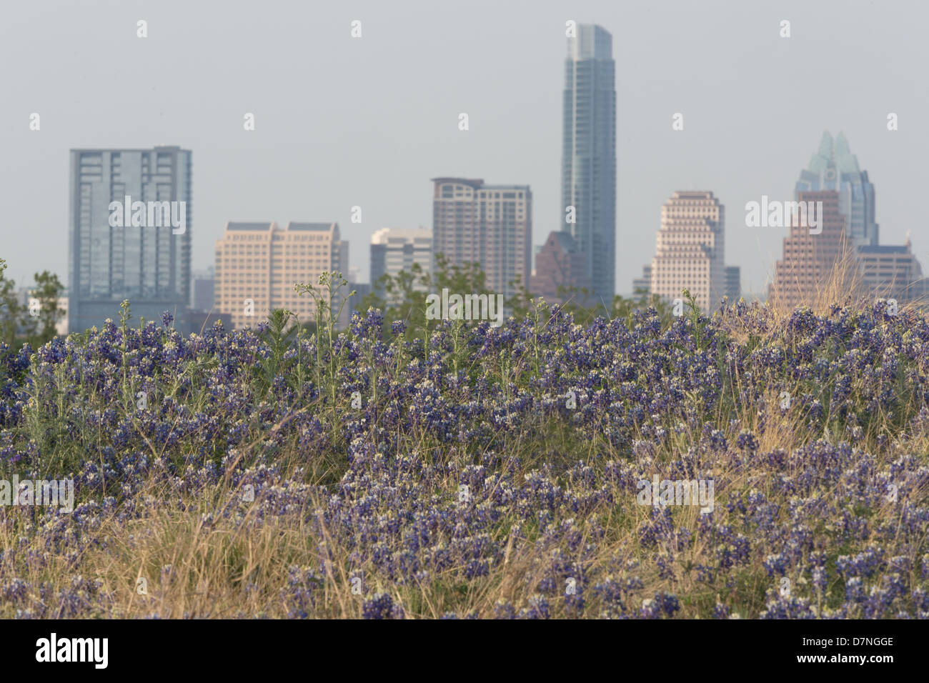 Austin skyline behind a large field of Texas bluebonnets Stock Photo ...