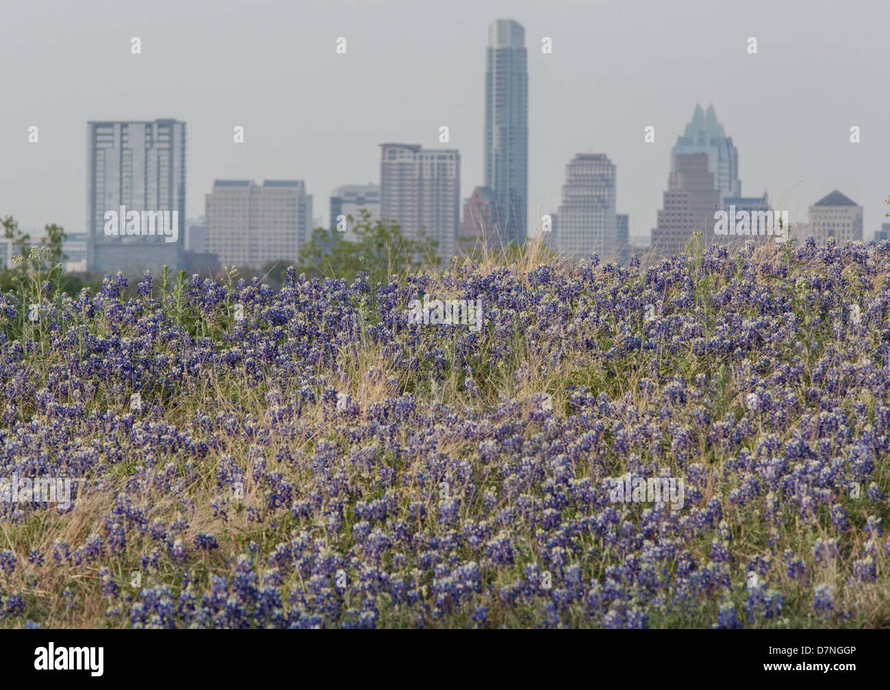 Austin skyline behind a large field of Texas bluebonnets Stock Photo ...