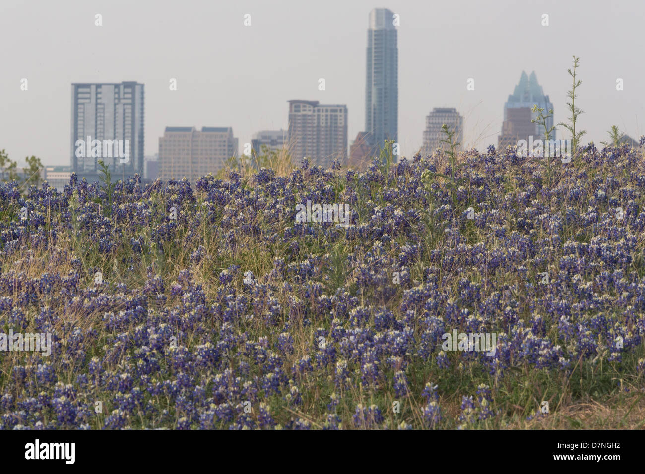 Austin skyline behind a large field of Texas bluebonnets Stock Photo ...