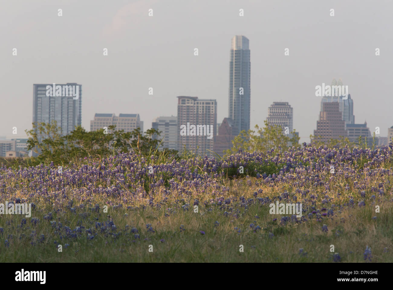 Austin skyline behind a large field of Texas bluebonnets Stock Photo ...