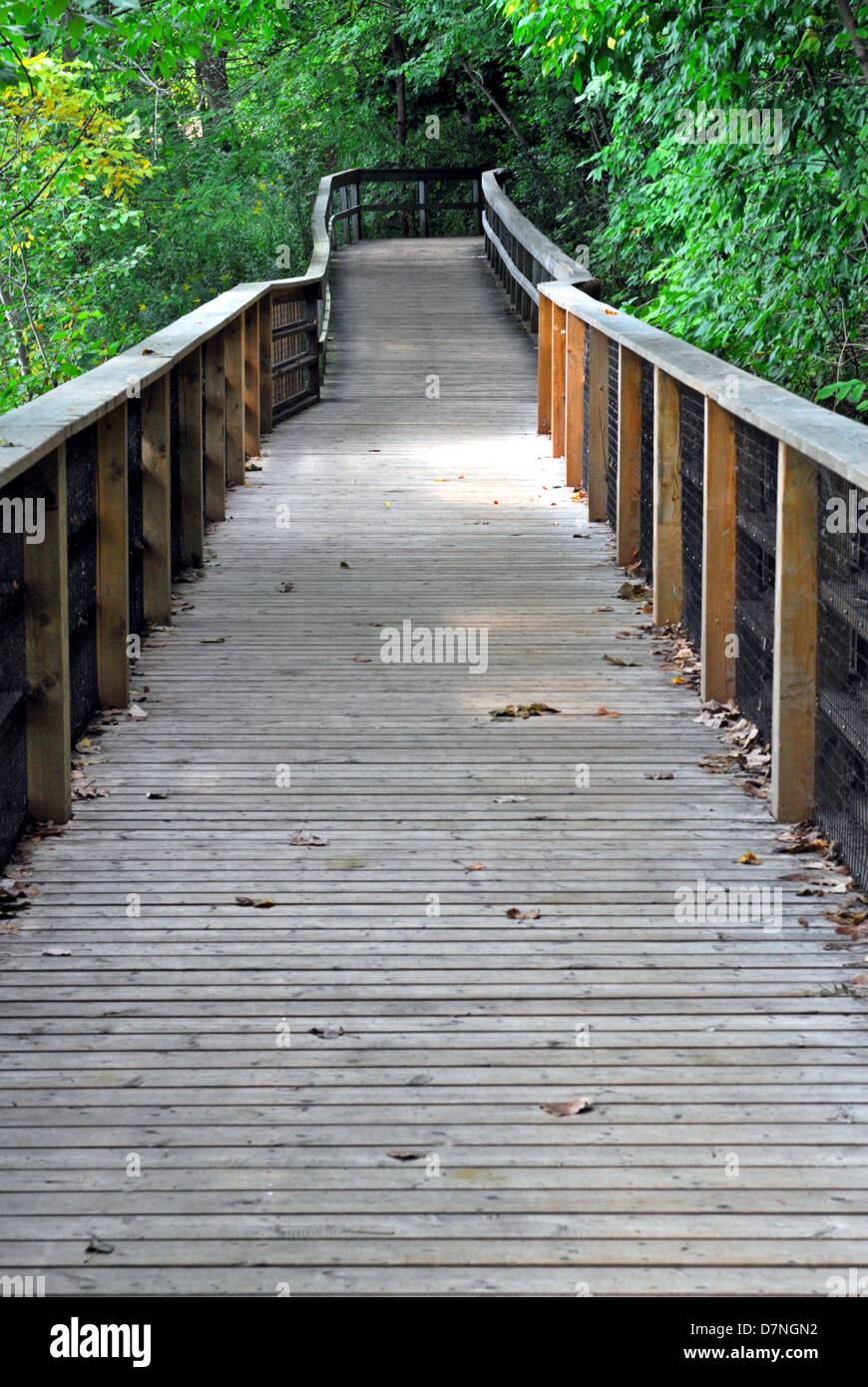 Boardwalk through forest hi-res stock photography and images - Alamy