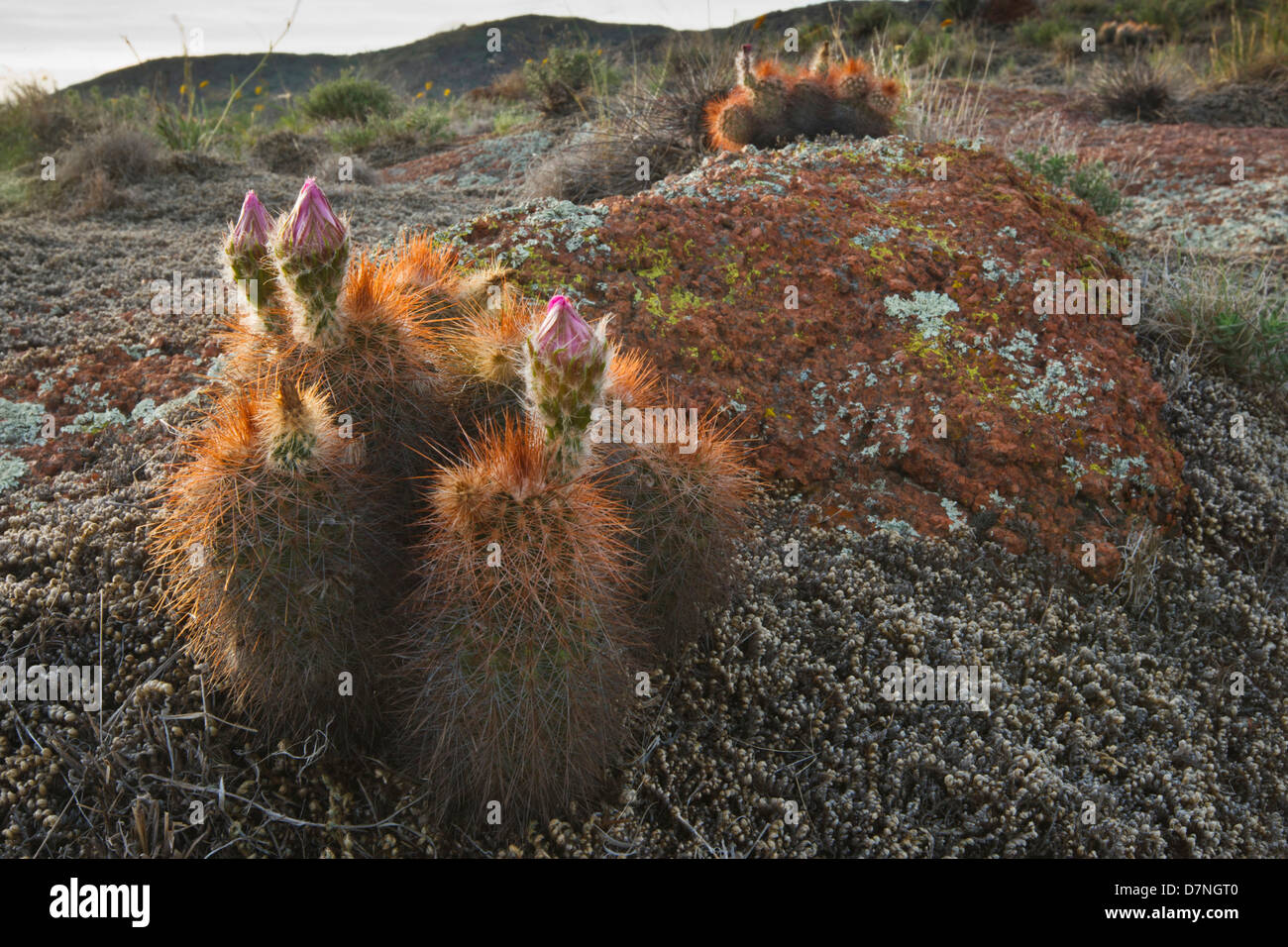 Hedgehog Cactus (Echinocereus sp.) budding in granite hills ...