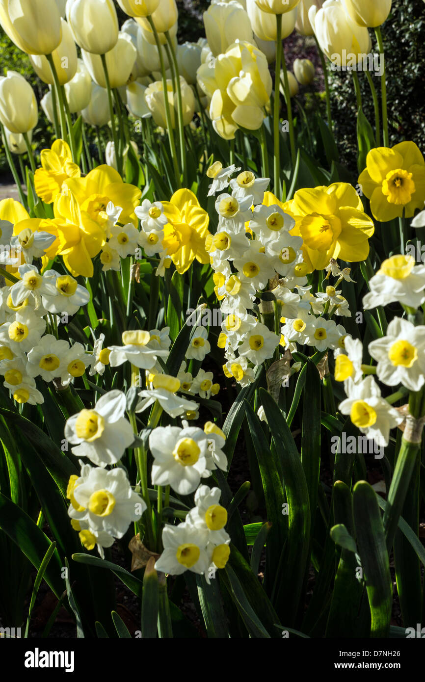 Narcissus spring-flowering daffodil flower Stock Photo - Alamy