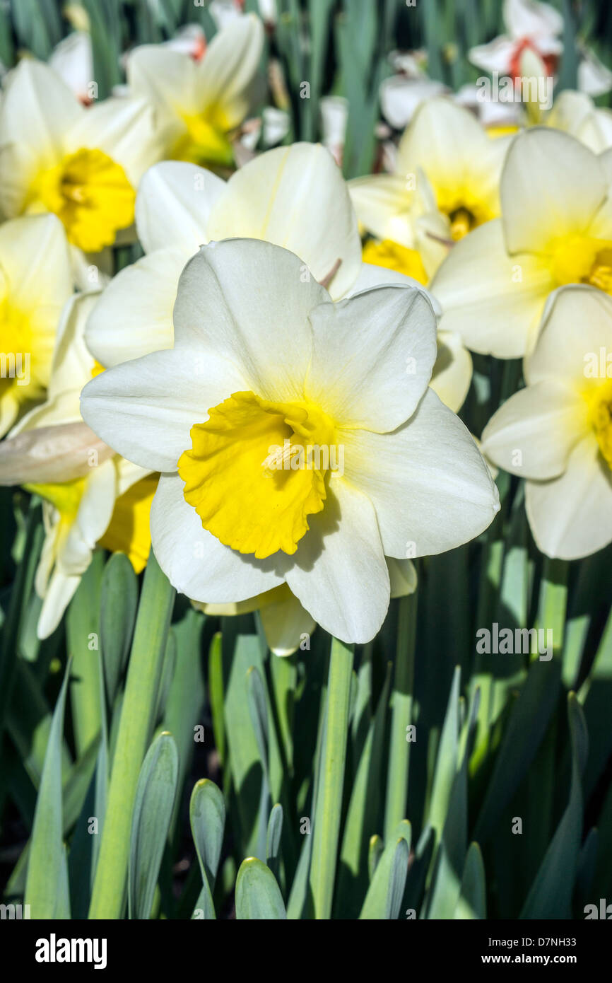 Narcissus spring-flowering daffodil flower Stock Photo - Alamy