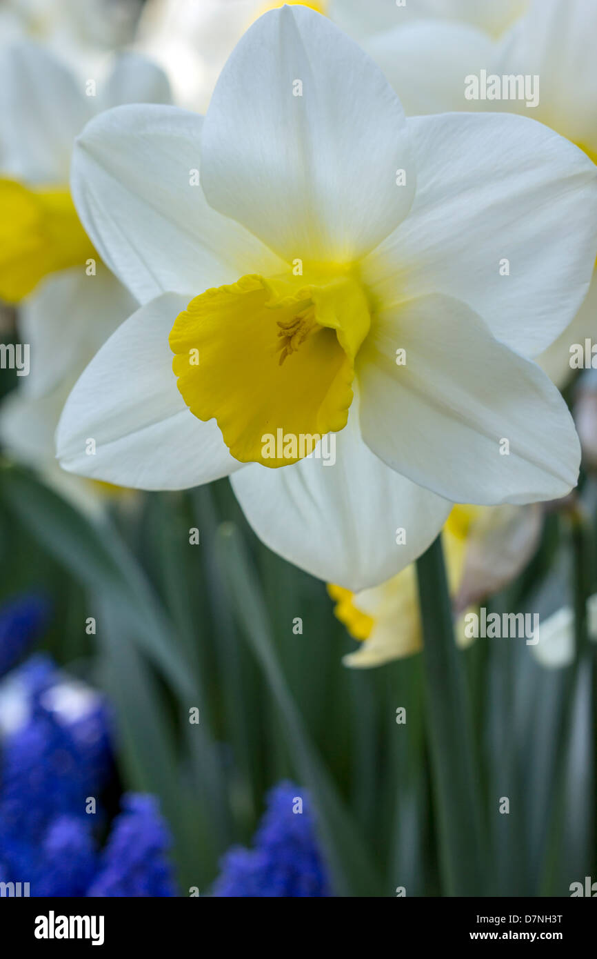 Narcissus spring-flowering daffodil flower Stock Photo - Alamy