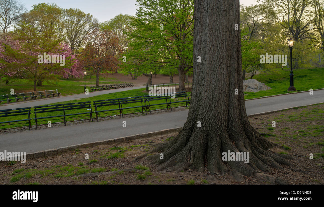 Spring in Central Park, New York City with the cherry trees in bloom ...
