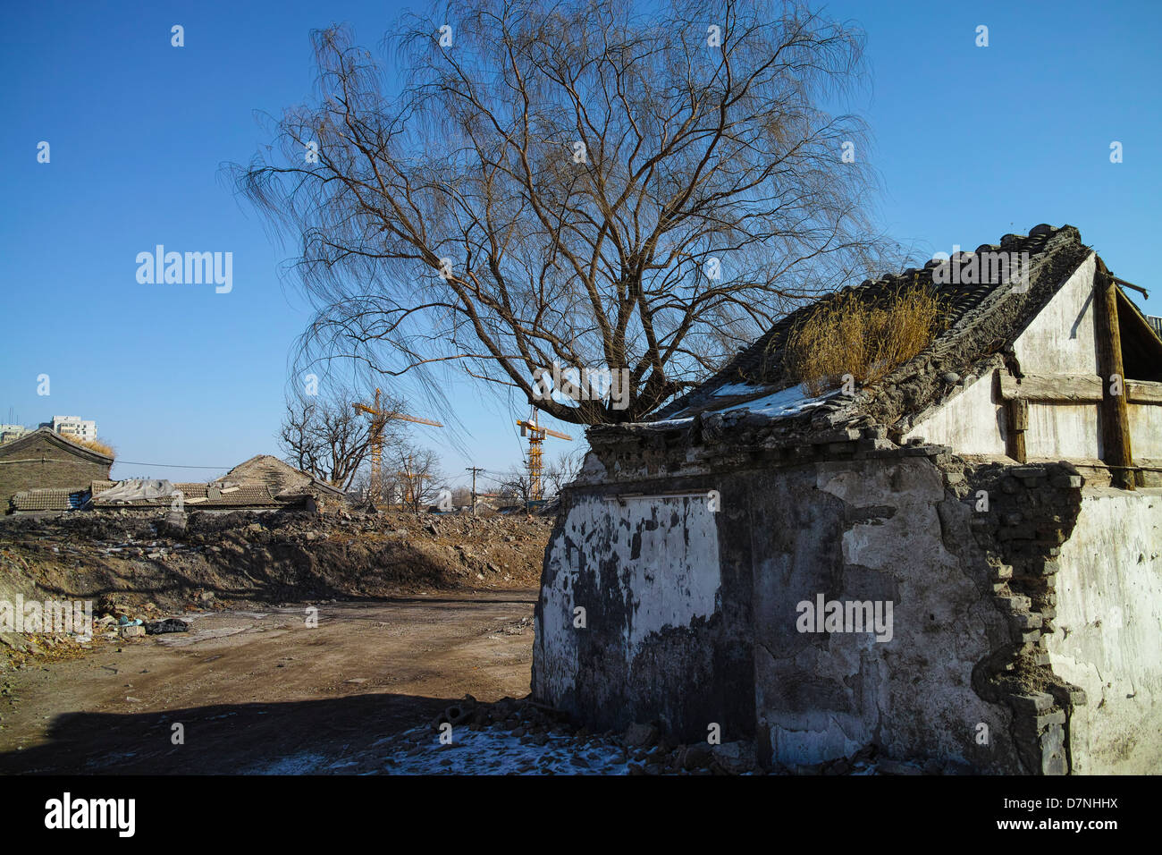 A lonely tree and demolished old houses, Beijing Stock Photo - Alamy