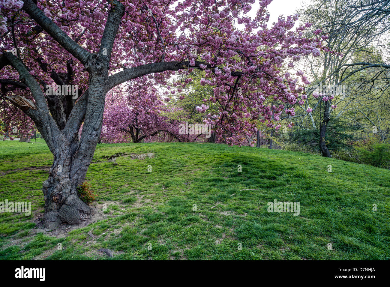 Central Park New York City Manhattan spring cherry tree Stock Photo - Alamy