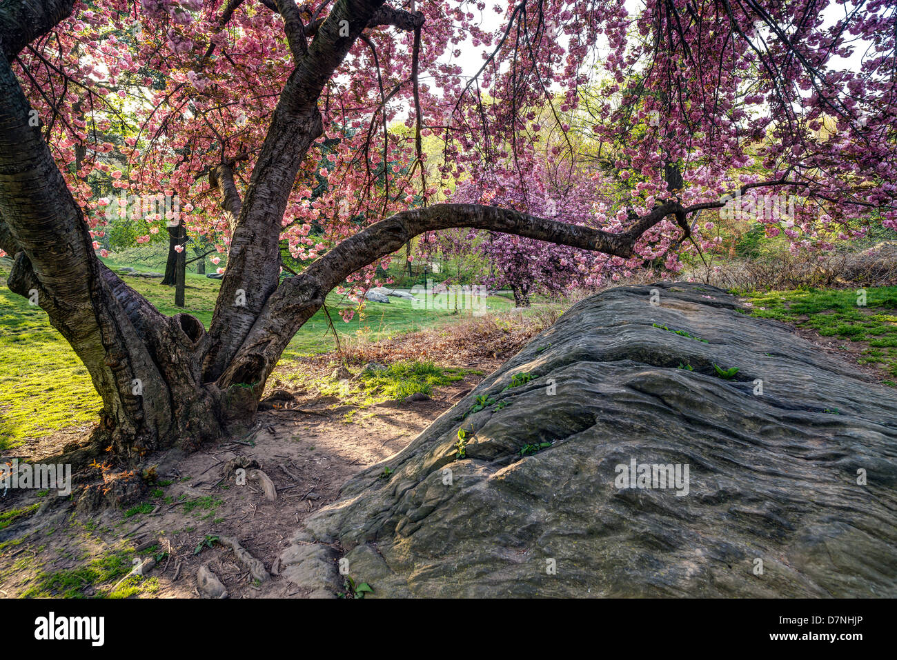 Central Park New York City Manhattan spring cherry tree Stock Photo - Alamy