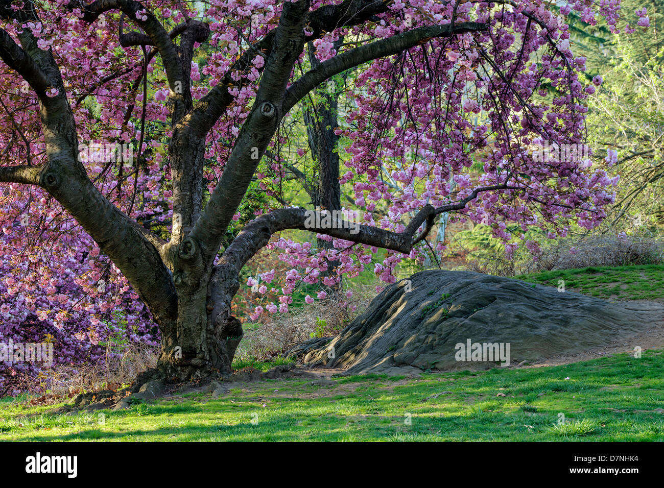 Central Park New York City Manhattan spring cherry tree Stock Photo - Alamy