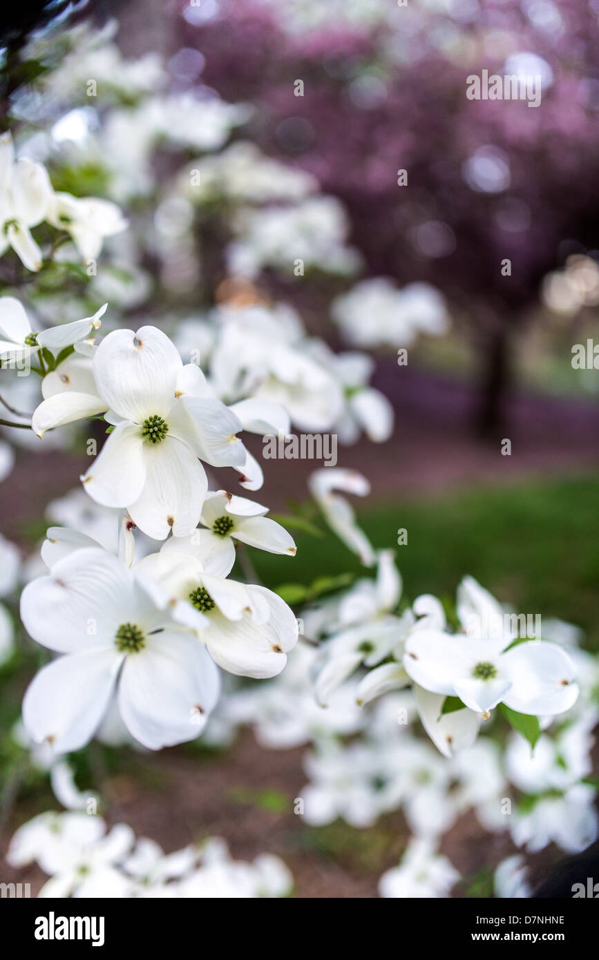 Eastern flowering dogwood hi-res stock photography and images - Alamy