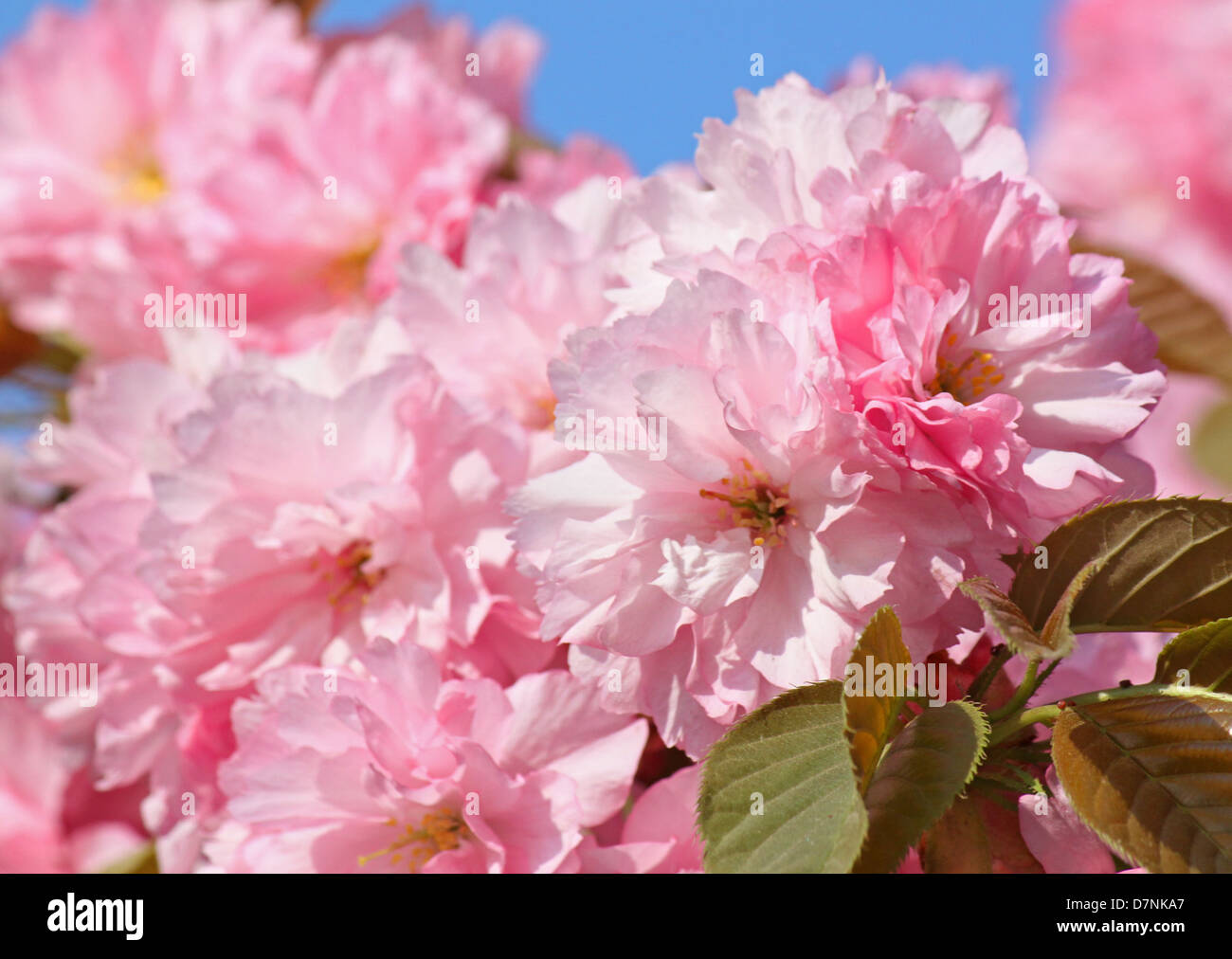 Close up cherry tree hi-res stock photography and images - Alamy