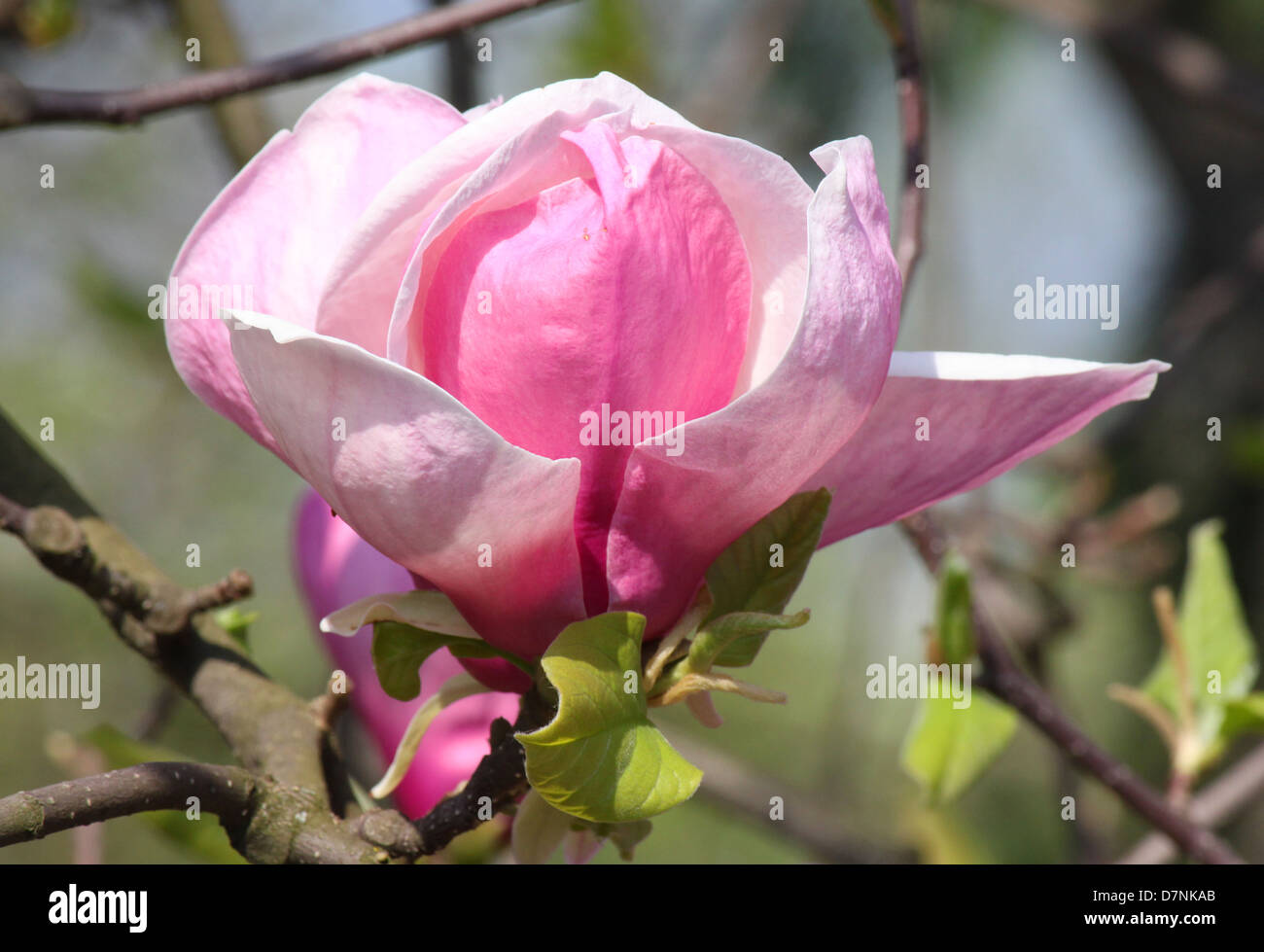 Saucer magnolia blossom close hi-res stock photography and images - Alamy