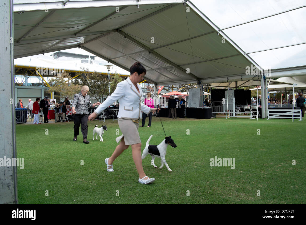 Dog show judging at the Sydney Easter Show, Sydney, Australia Stock ...
