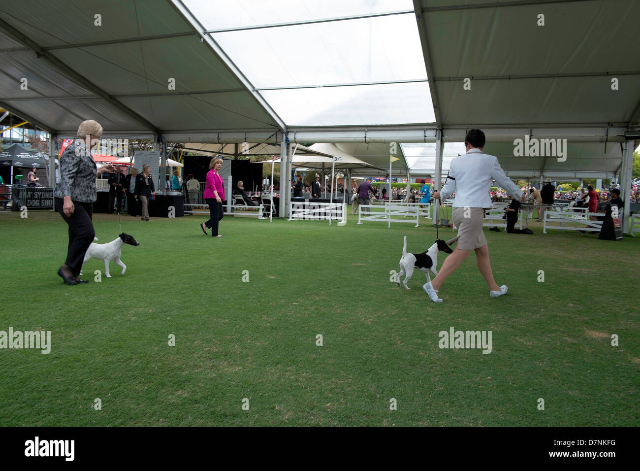 Dog show judging at the Sydney Easter Show, Sydney, Australia Stock ...