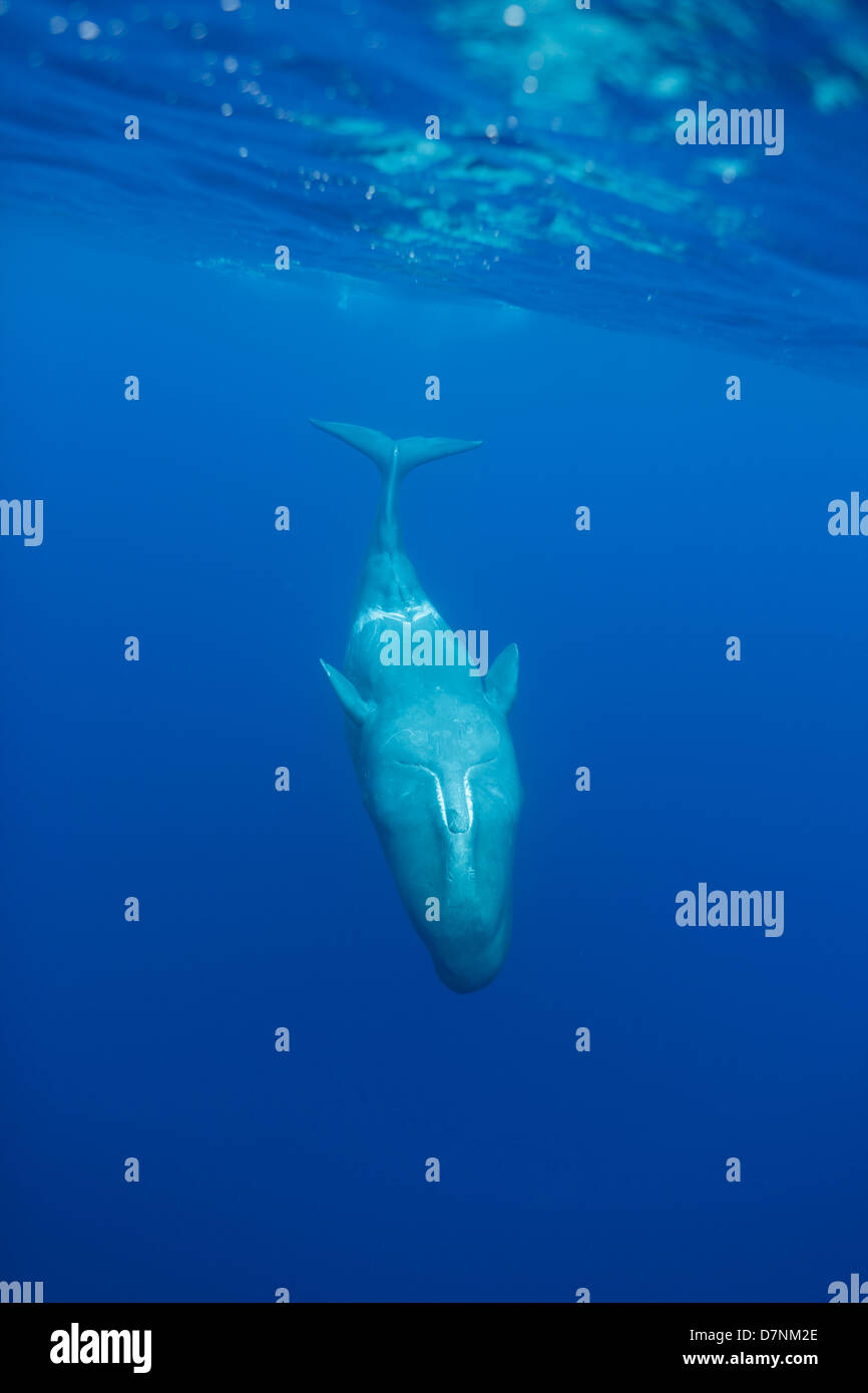 Sperm Whale ( Physeter Macrocephalus Stock Photo - Alamy