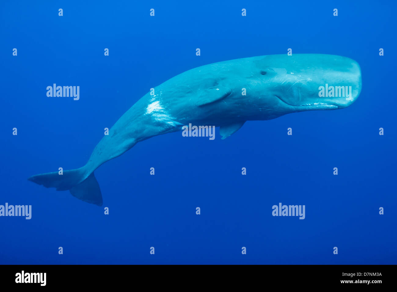 Sperm whale hi-res stock photography and images - Alamy