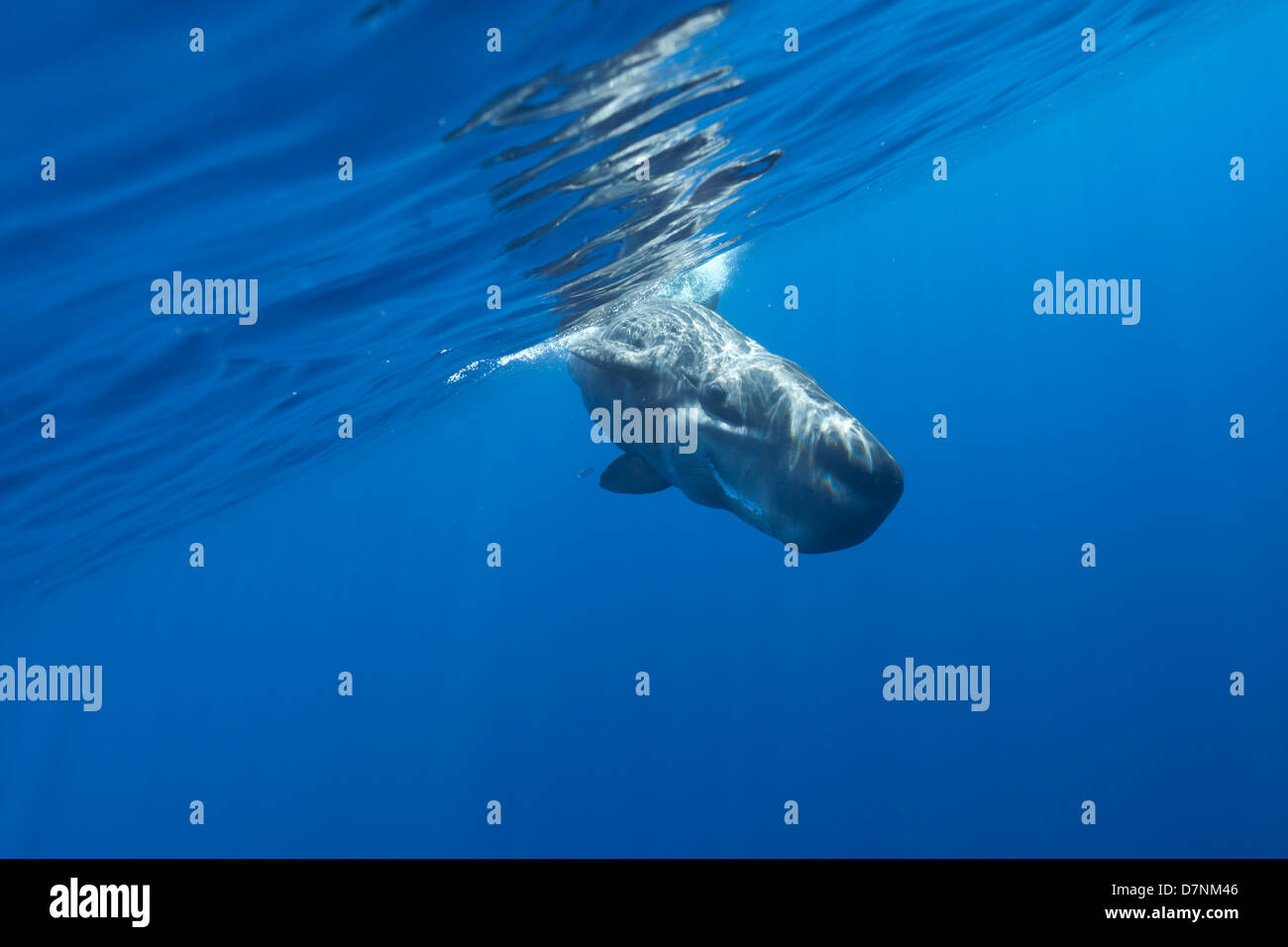 Sperm Whale Calf ( Physeter Macrocephalus Stock Photo - Alamy