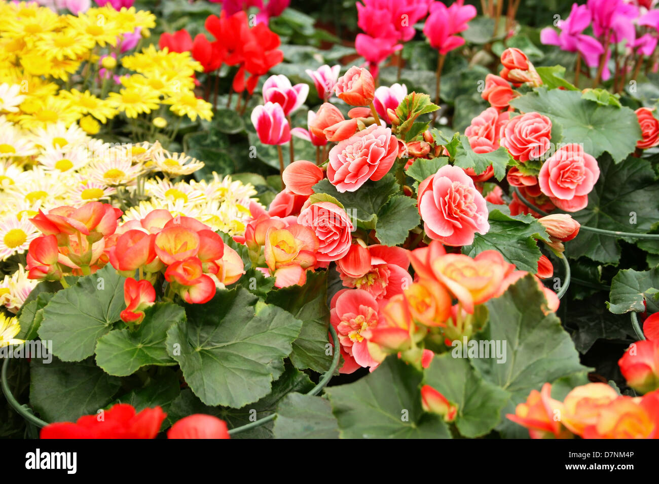 Colorful flowers close up picture Stock Photo - Alamy