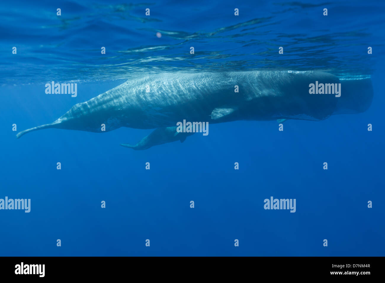 Underwater Sperm Whales High Resolution Stock Photography and Images - Alamy
