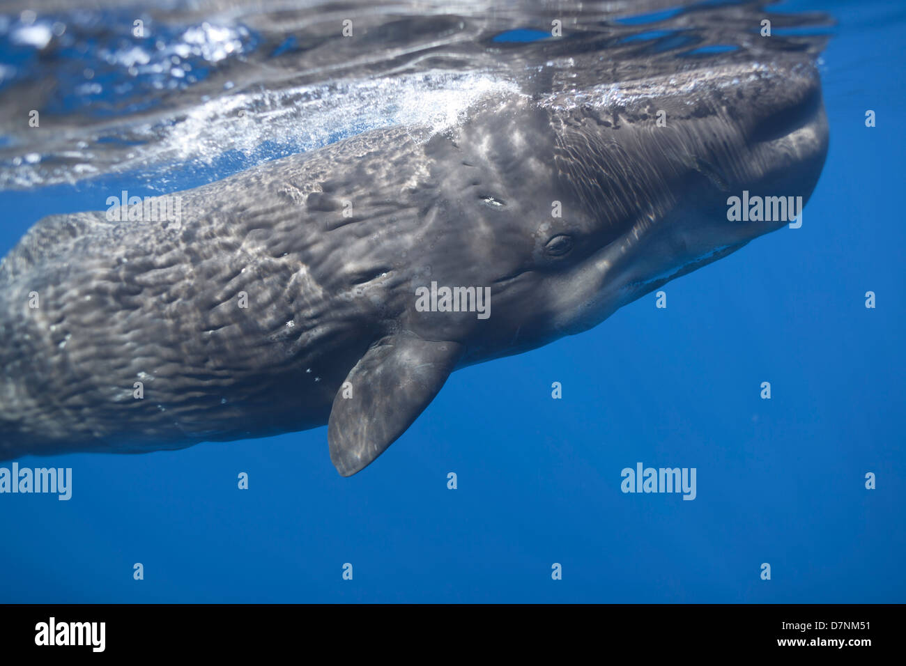 Sperm Whale Calf ( Physeter Macrocephalus Stock Photo - Alamy