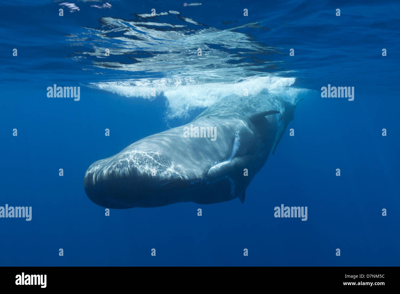 Sperm Whale ( Physeter Macrocephalus Stock Photo - Alamy