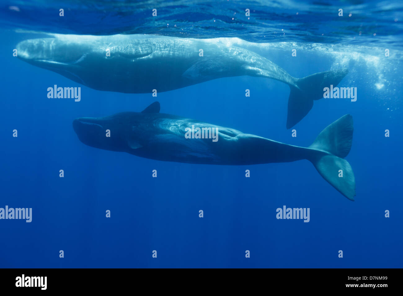 Sperm Whales ( Physeter Macrocephalus Stock Photo - Alamy