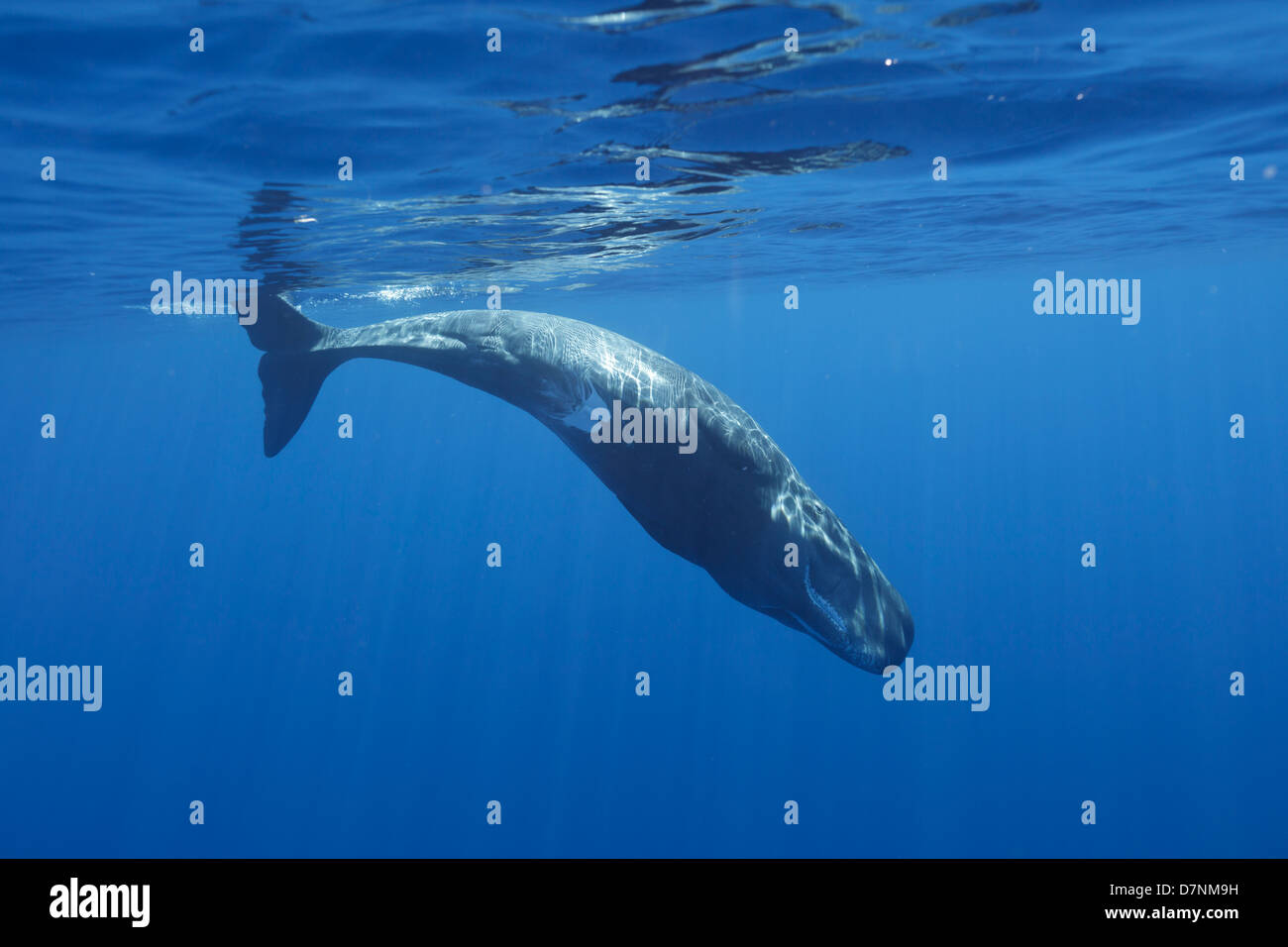Physeter macrocephalus hi-res stock photography and images - Alamy