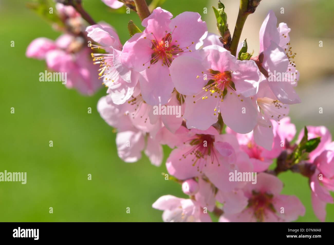 Close up of beautiful pink flowers of nectarine tree Stock Photo - Alamy