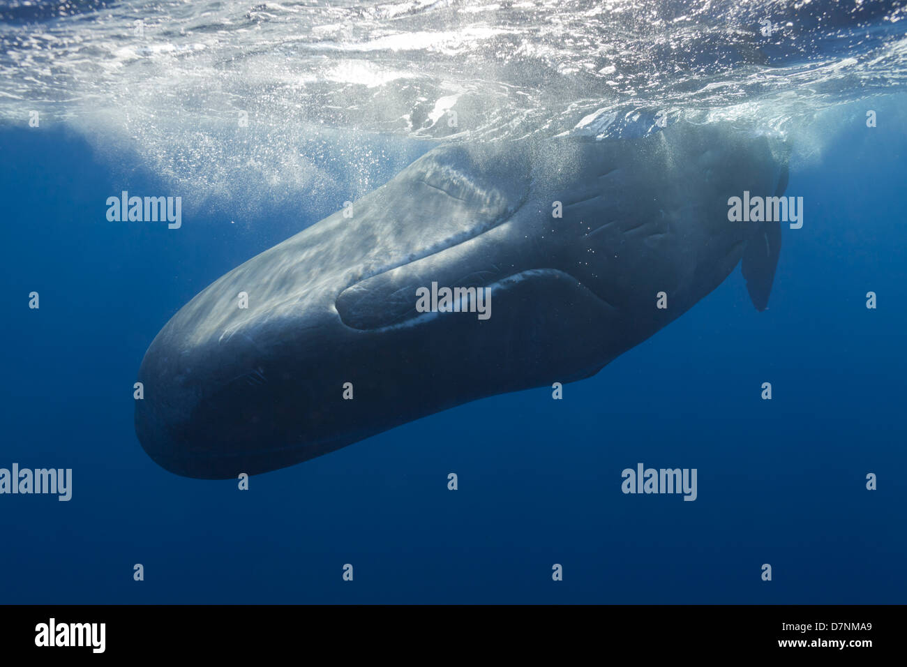 Sperm Whale ( Physeter Macrocephalus Stock Photo - Alamy