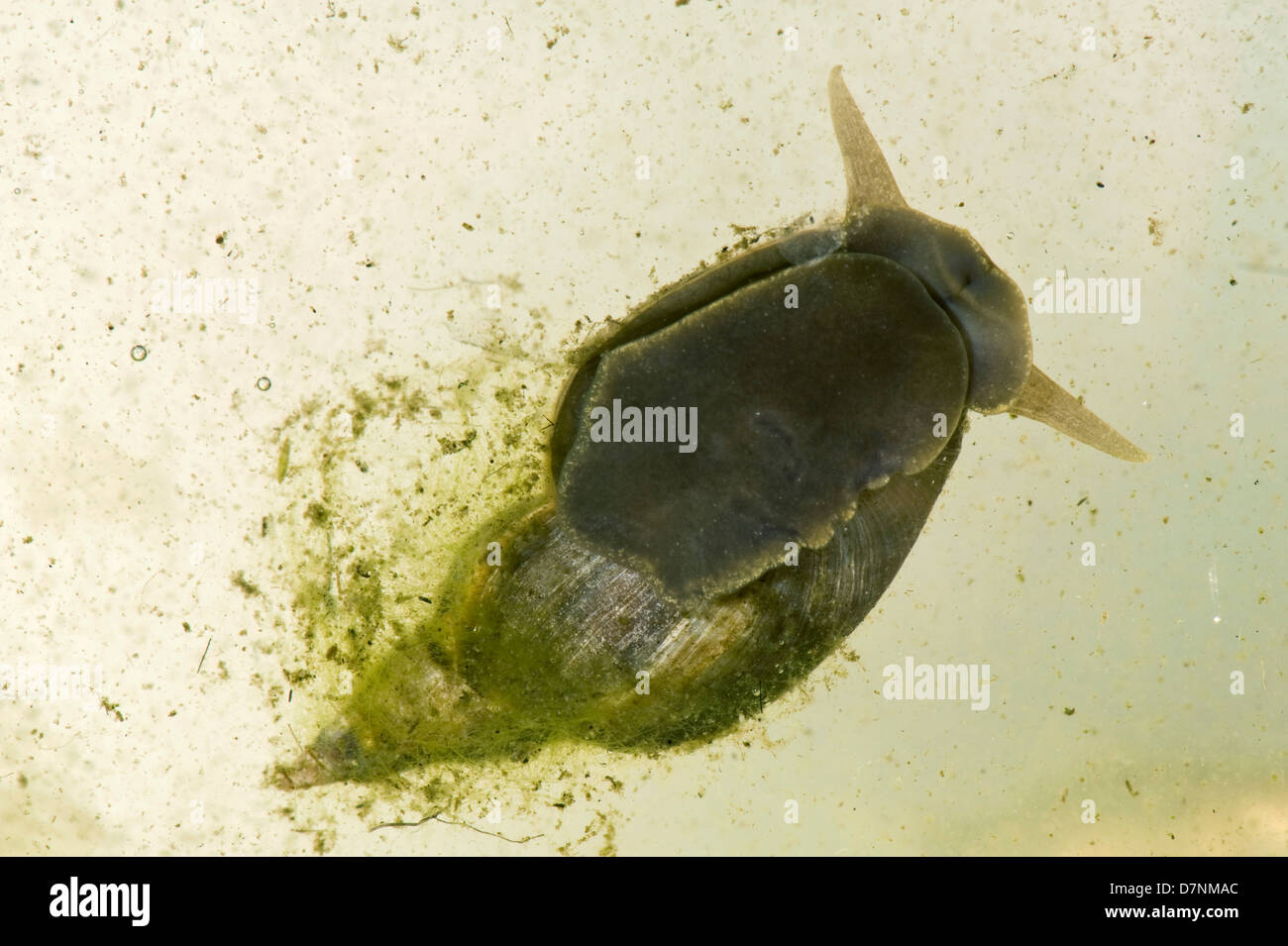 Attached algae hi-res stock photography and images - Alamy