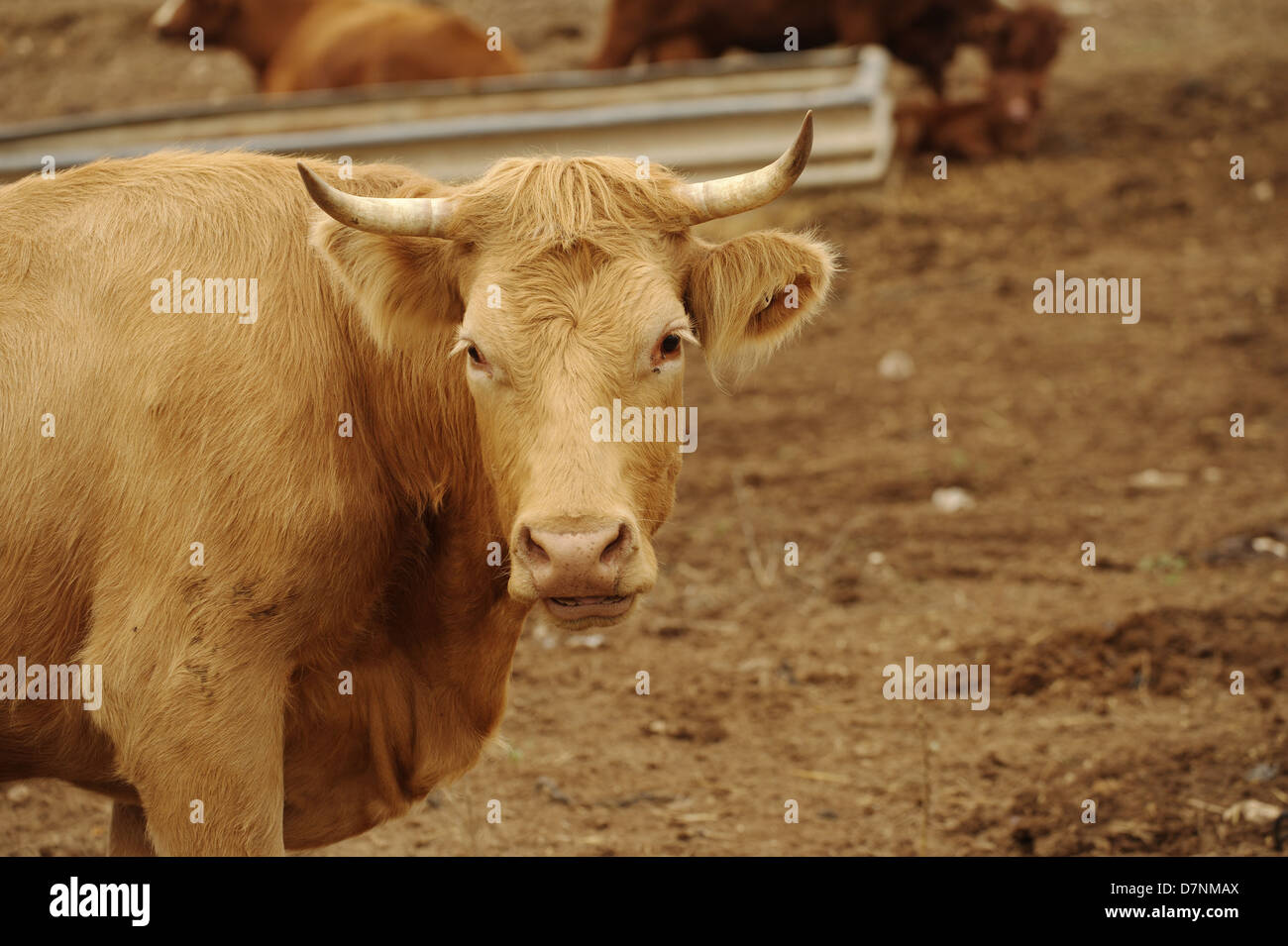 many cows in farmyard Stock Photo - Alamy