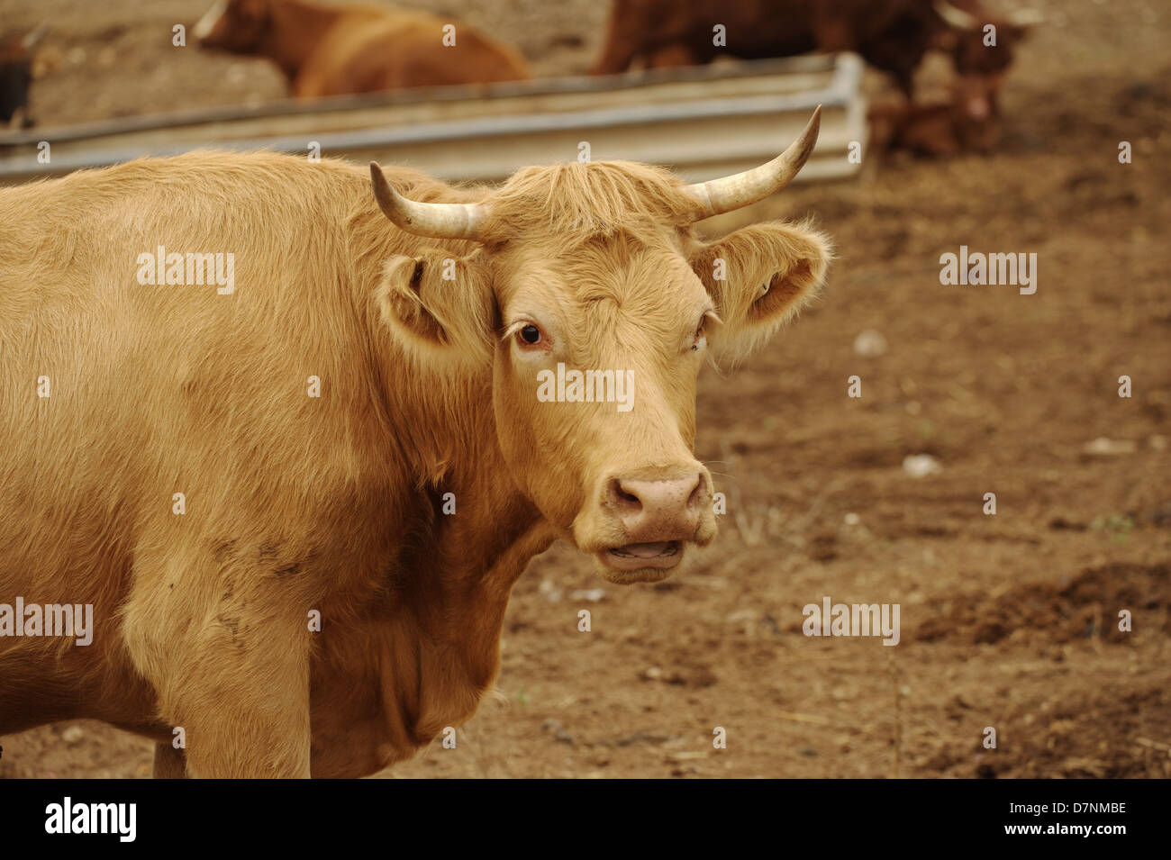 many cows in farmyard Stock Photo - Alamy