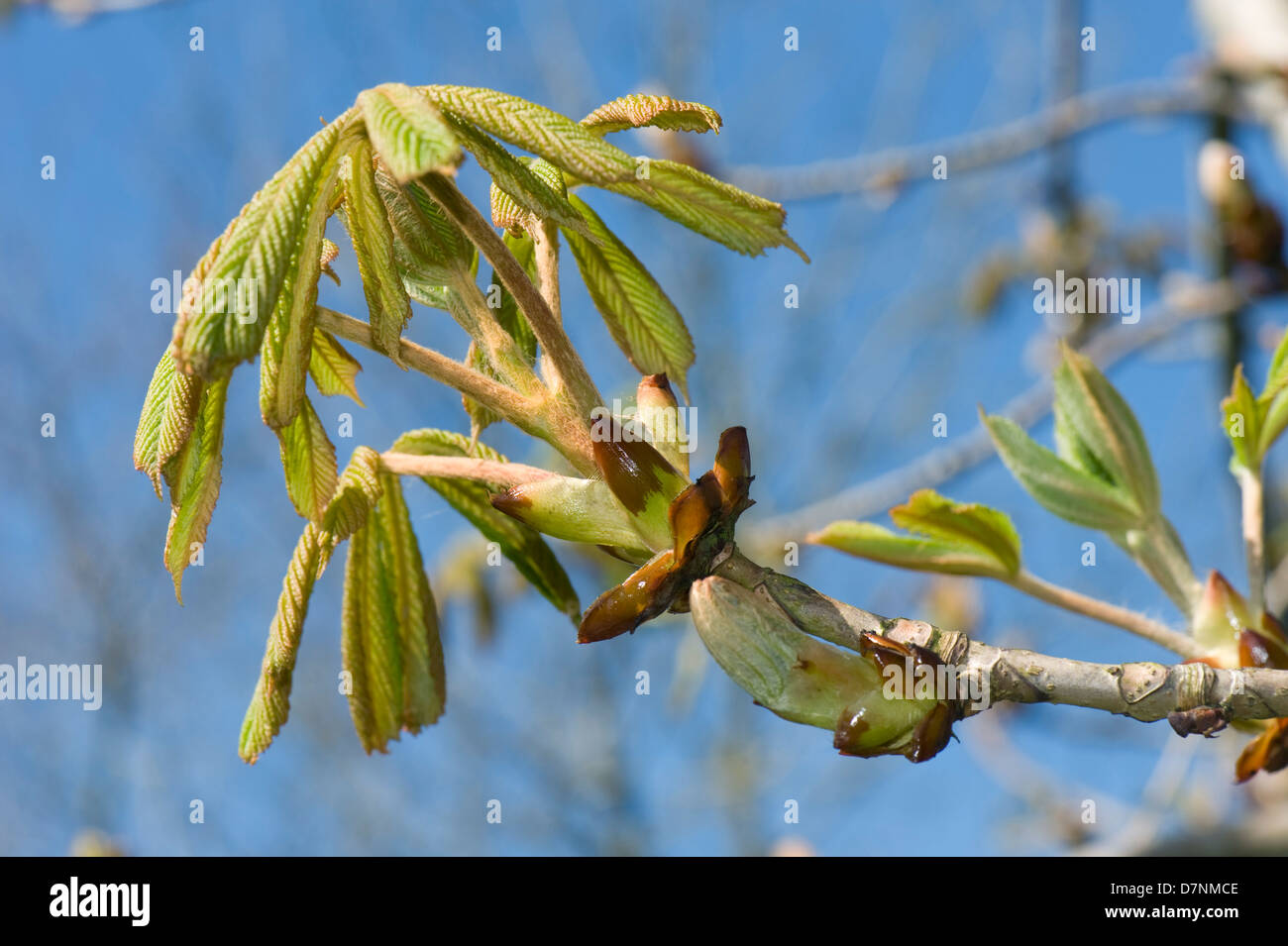 Young leaves and an opening sticky bud on a horse chestnut, Aesculus ...