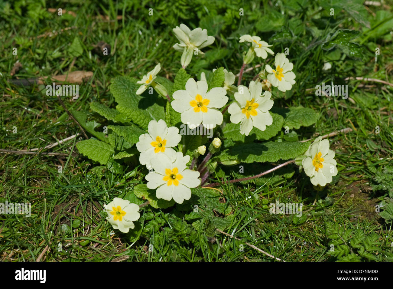 Primrose, Primula vulgaris, flowering in sunlight in a spring woodland ...